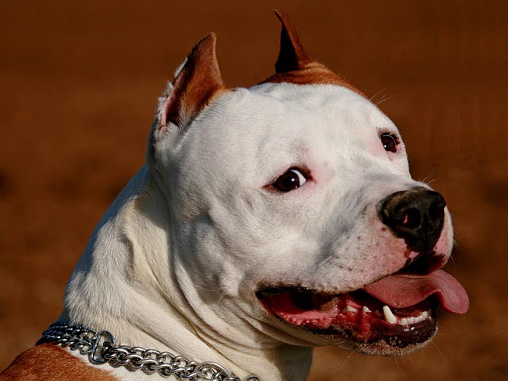 Fondos de Perros Pitbull Wallpaper HD 12 imagenes